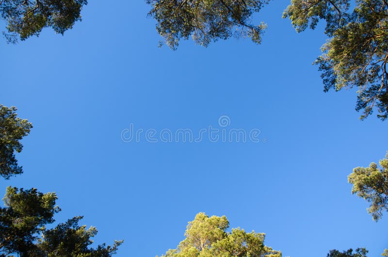 Pine Tree Tops Surrounding Space with Blue Sky Stock Image - Image of ...