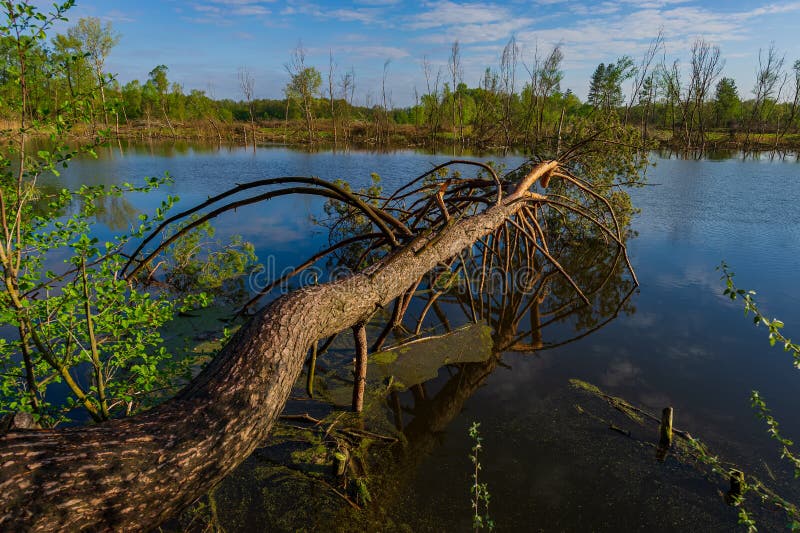 Pine Tree Torn Out by the Wind Fell into the River Stock Photo - Image ...