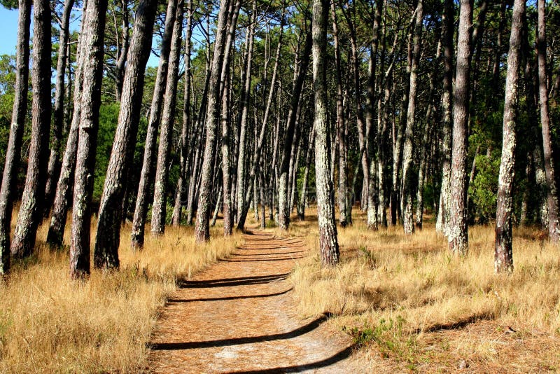 Pine Tree Trail stock photo. Image of walking, pass, trail - 1241132
