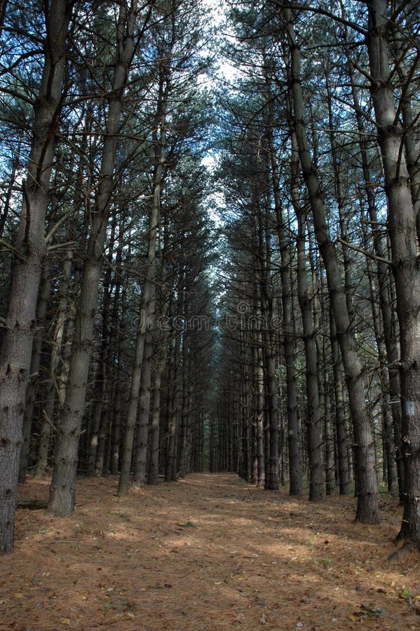 Pine Tree Trail Picture. Image: 1459141