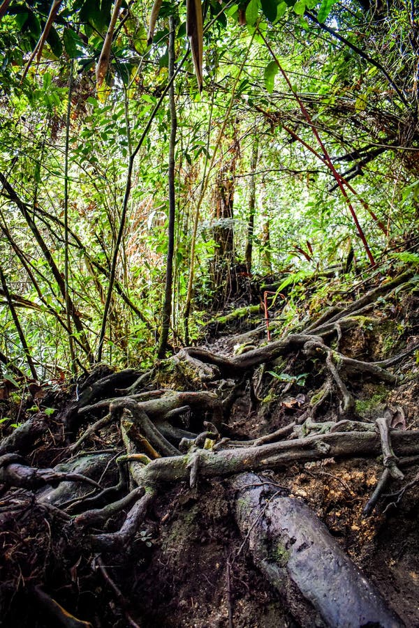 Pine tree trail stock image. Image of hiking, tree, trail - 173072457