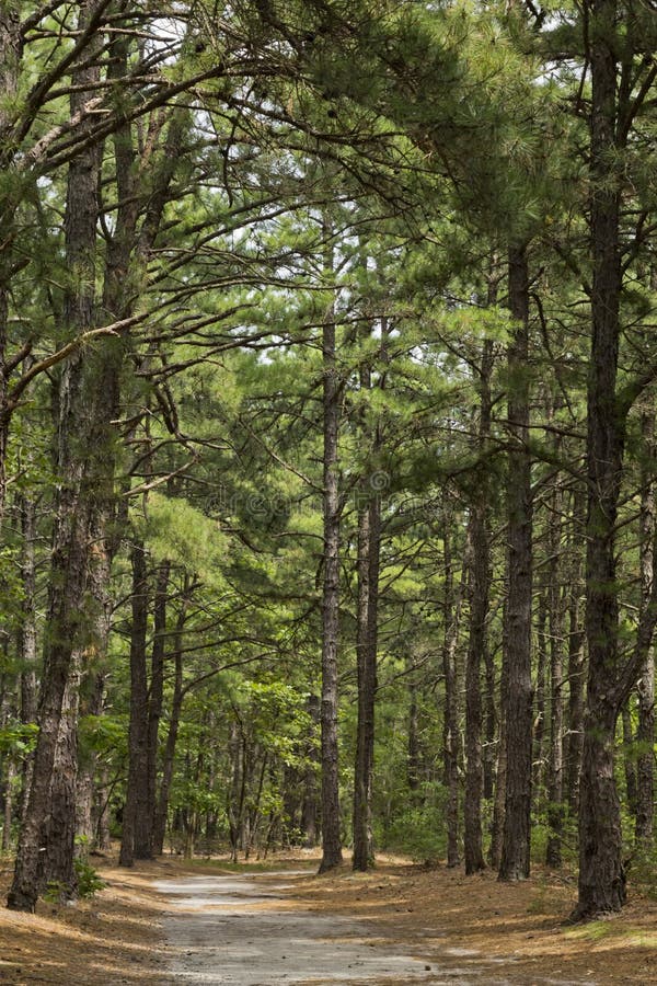 Pine Tree Trail stock image. Image of pine, nature, environment - 58523589