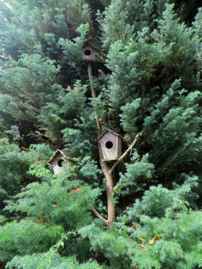 Pine Tree with Tree Bird Houses Stock Photo - Image of shelter, natural ...