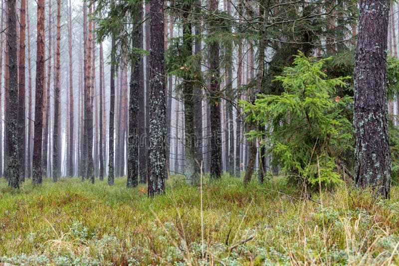 Pine Tree Trunk Against the Backdrop of Other Trees. a Pine Forest ...