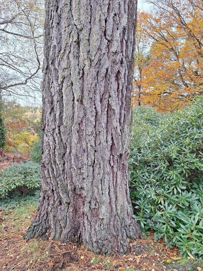 Pine Tree Trunk Background Showing the Bark Close Up and a Garden in ...