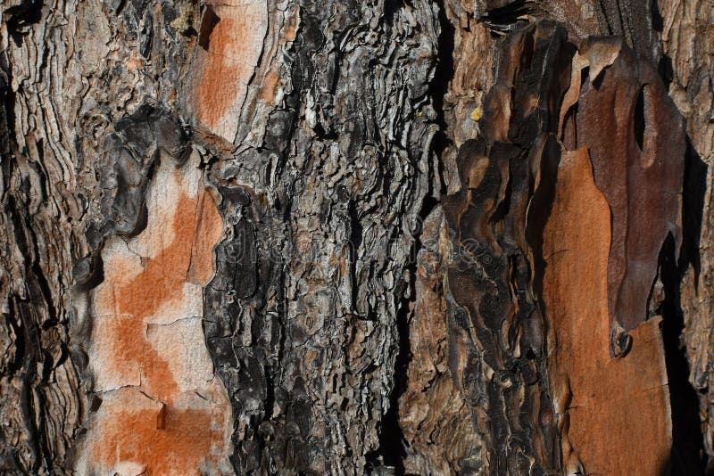 Pine Tree Trunk Bark Texture Stock Image - Image of trunk, surface ...