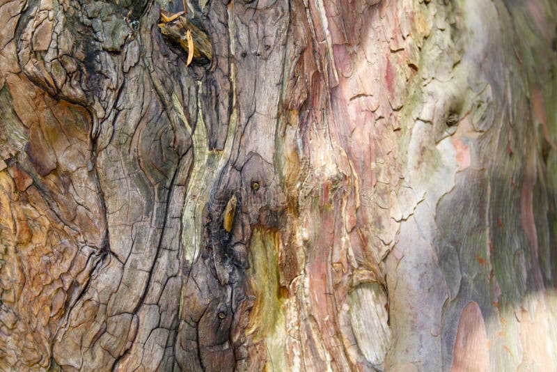 Pine tree trunk stock image. Image of rich, colours, textures - 59229471