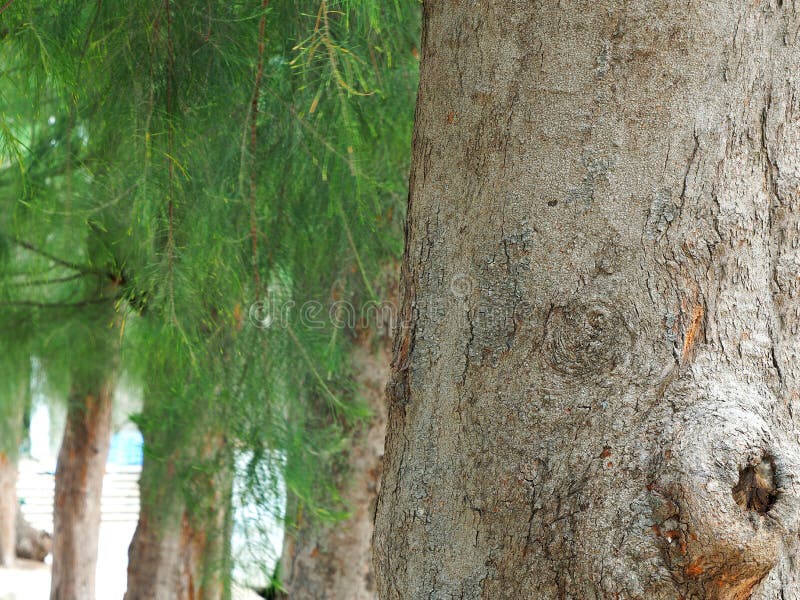 Pine tree trunk stock image. Image of lumber, conservation - 76907669