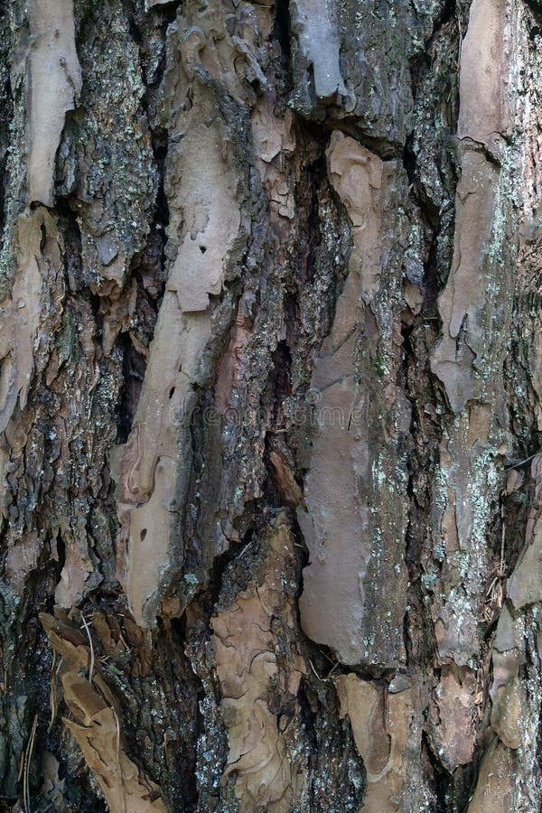 Pine Tree Trunk. Close-up of the Bark Stock Photo - Image of macro ...