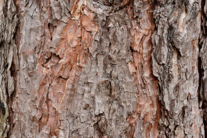 Pine Tree Trunk Closeup with Red and Brown String Bark Texture. Large ...