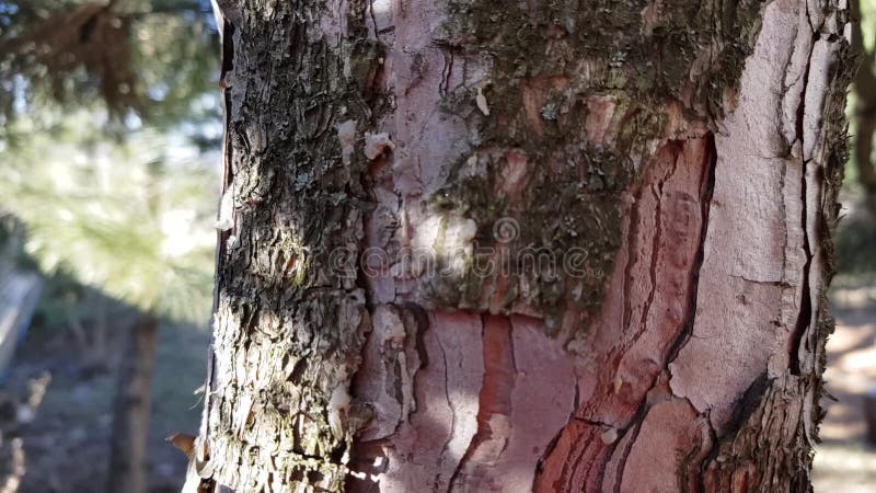 Pine Tree Trunk Closeup. Side View in Sunny Day Stock Video - Video of ...