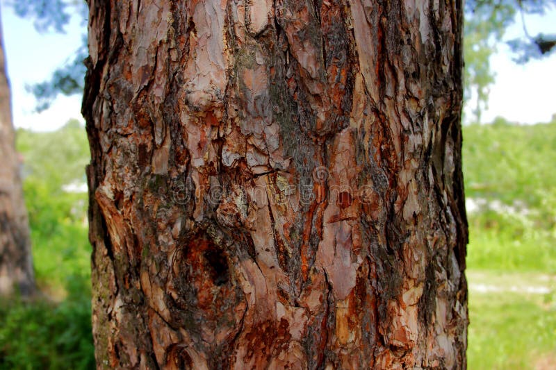 Pine Tree Trunk in the Coniferous Forest Growing in Countryside on a ...