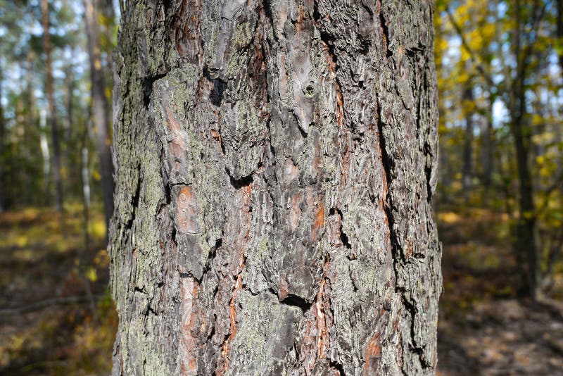 Pine Tree Trunk Covered with Moss in a Beautiful Autumn Pine Forest ...