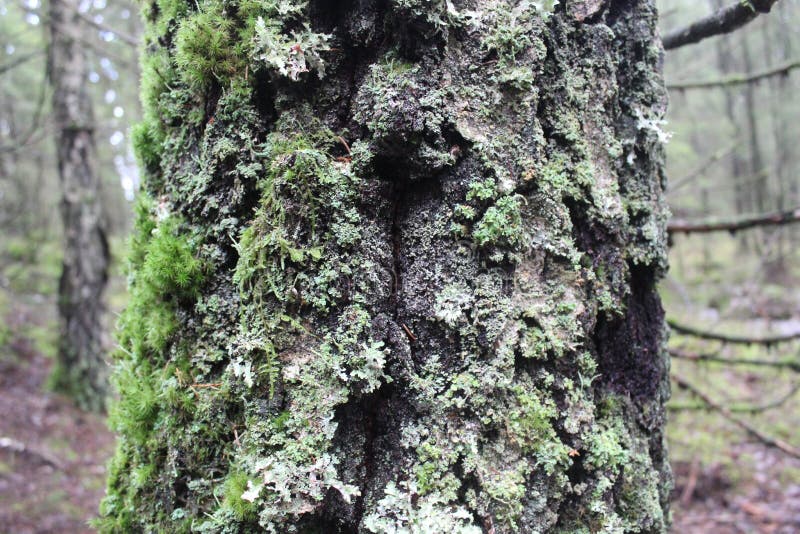 Pine Tree Trunk Covered in Moss and Lichen Stock Photo - Image of ... Pine Tree Trunk Covered in Moss and Lichen Stock Photo - Image of ...
