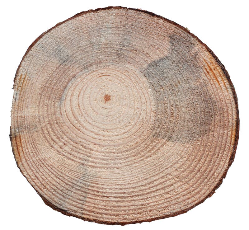 Tree Trunk Cross Cut Wood Texture Stock Image - Image of structure ...