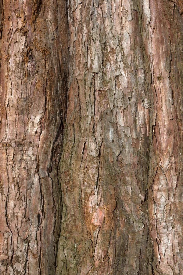 Pine tree trunk detail stock photo. Image of tree, trunk - 90052544