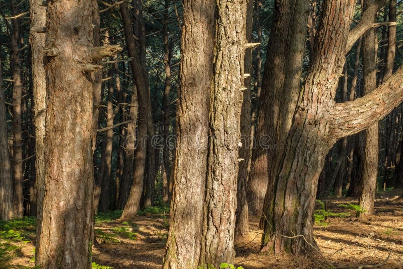 Pine tree trunk forest stock photo. Image of forest - 254343708