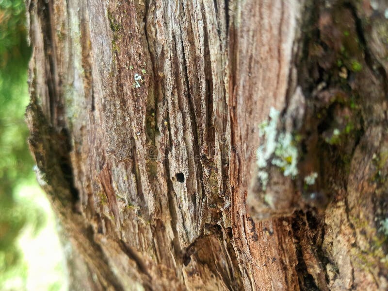 Pine Tree Trunk with Holes and Molds Stock Photo - Image of pine, holes ...