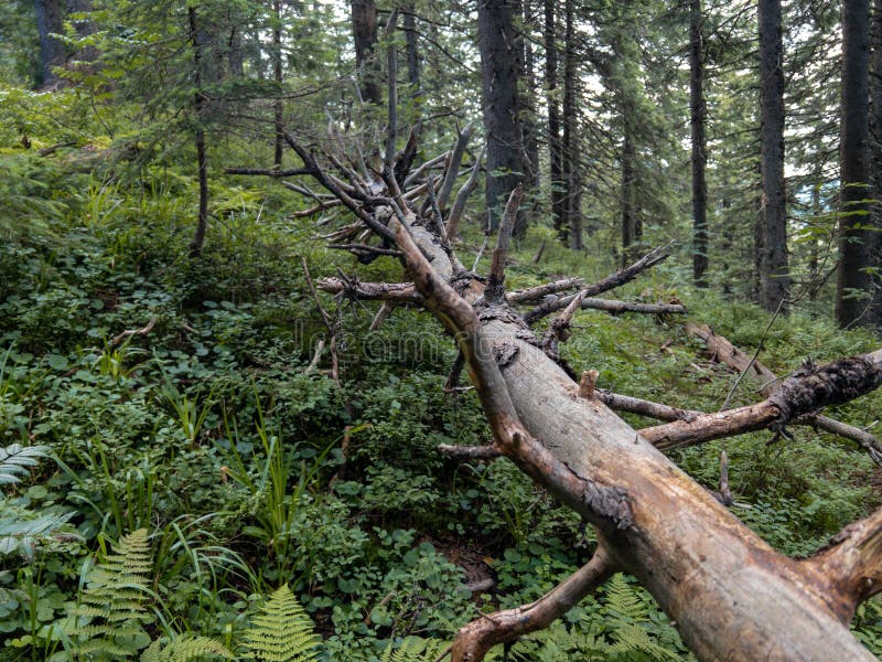 Pine Tree Trunk Lies on the Ground in Forest Stock Photo - Image of ...