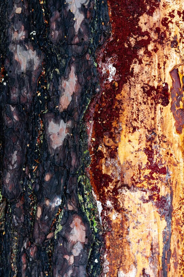 Pine Tree Trunk with Moss Close-up, Bark Half Torn Off Stock Photo ...