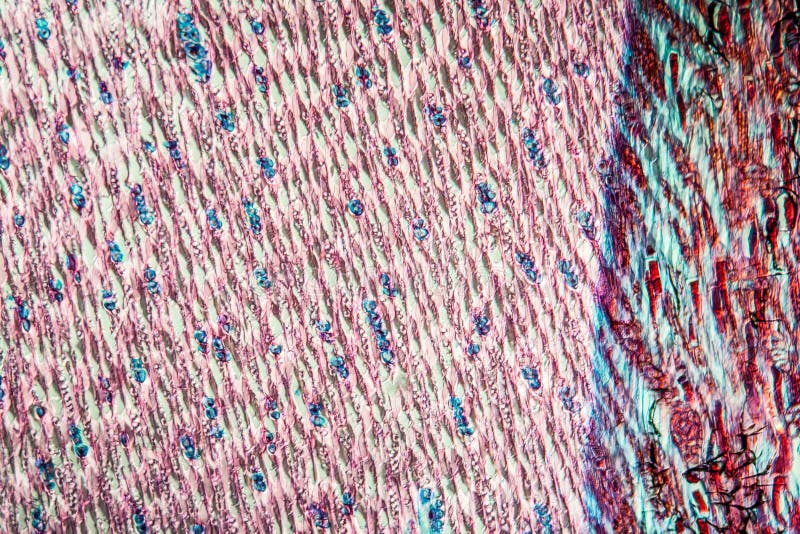 Pine tree trunk stock photo. Image of tissue, plants - 196745902