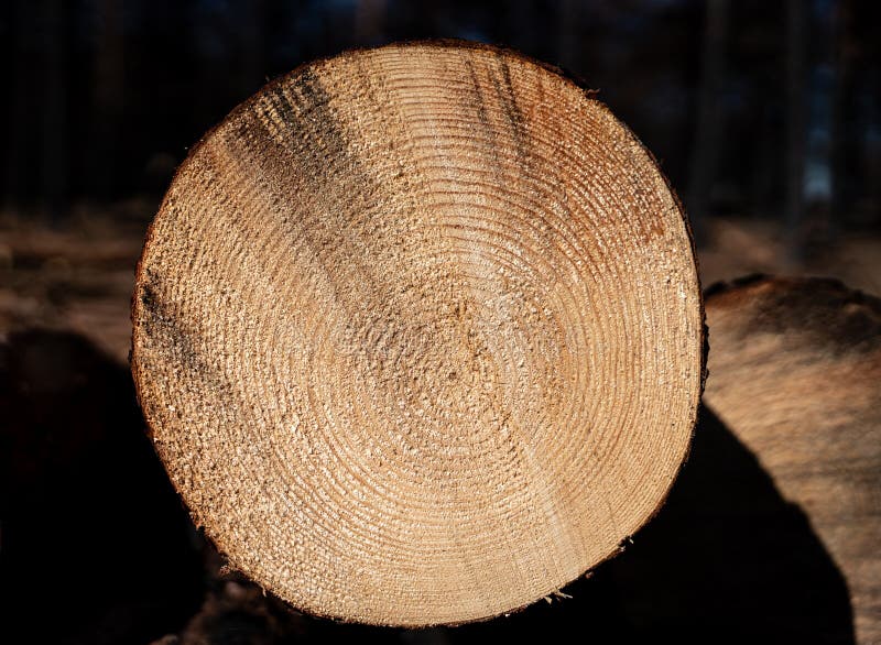 Pine Tree Trunk Section Cut after Burnt Forest Stock Photo - Image of ...