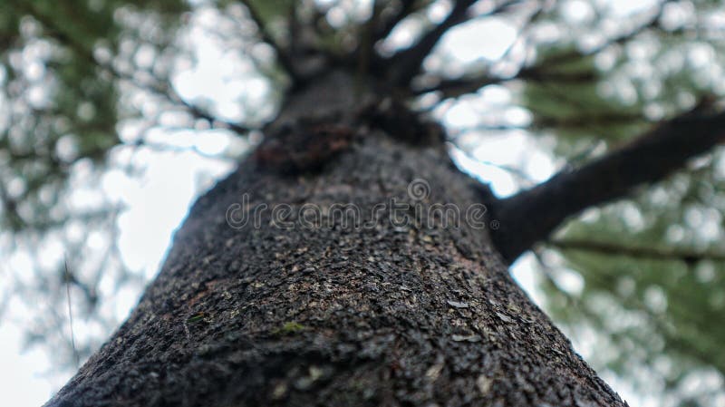 Pine Tree Trunk Seen from Below Stock Image - Image of trunk, pine ...