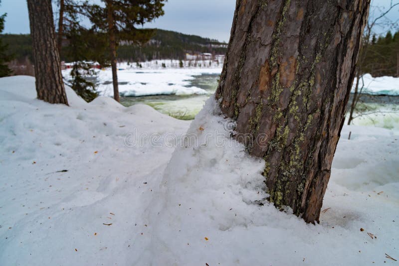 Snowh Forest Stock Photos - Free & Royalty-Free Stock Photos from ...