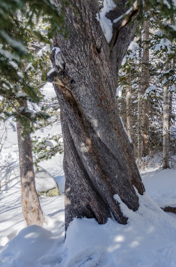 Twisted Tree Trunk in Snowy Forest Stock Photo - Image of colorado ...