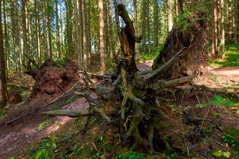 Big Uprooted Tree in the Forest Stock Image - Image of fall, mist ...