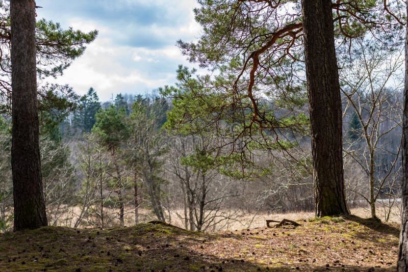 Pine Tree Trunks and Branches with Green Needles in Swamp Area Stock ...