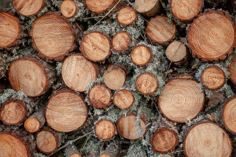 Pine Tree Trunks Cut and Stacked, Deforestation. Stock Image - Image of ...