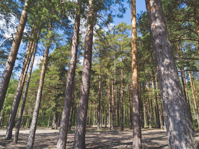 Pine Tree Trunks. Evergreen Forest Stock Image - Image of pine, park ...