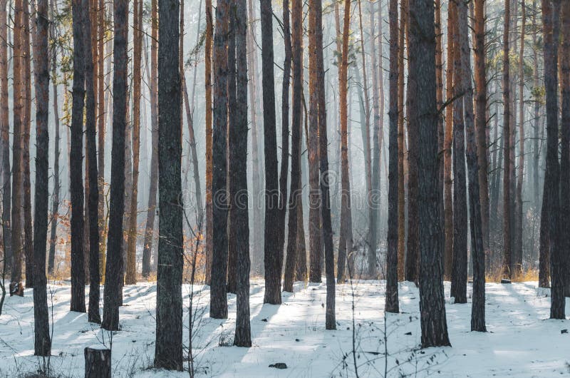 Pine Tree Trunks in the Foggy Winter Forest Stock Image - Image of ...