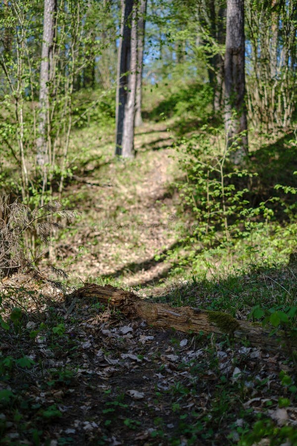 Under the bark stock image. Image of natural, texture - 40542859