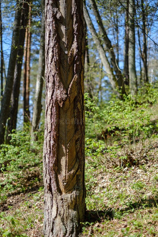 Pine Tree Trunks in Forest with Old Markings Under the Bark Stock Image ...