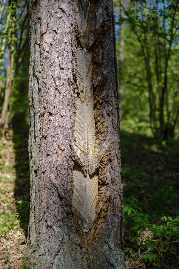 Under the bark stock image. Image of natural, texture - 40542859