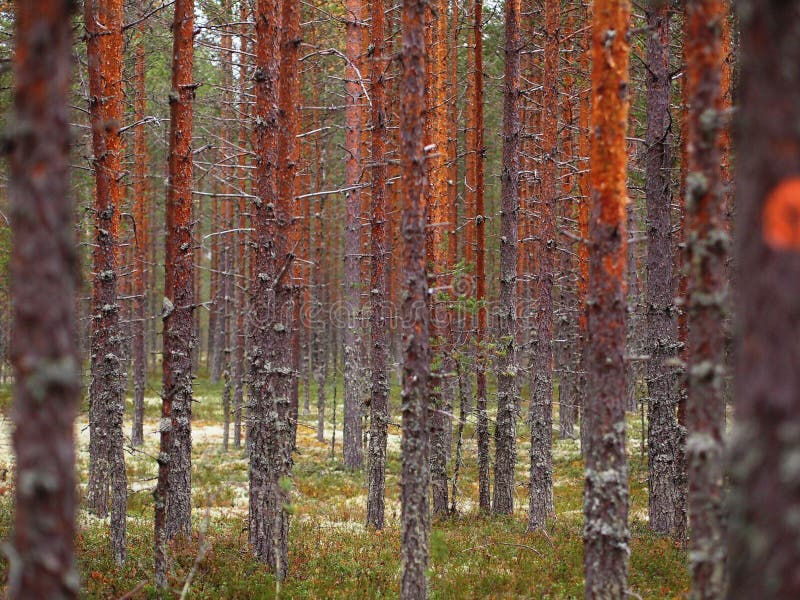 Pine Tree Trunks in the Forest in Red Sunrise Lig Stock Image - Image ...