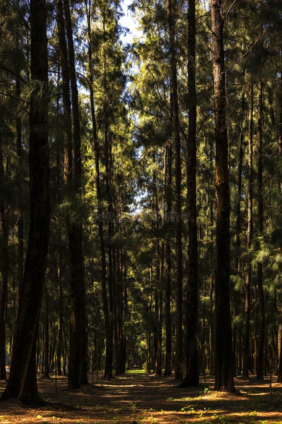 Pine Tree Trunks in Forest stock photo. Image of beautiful - 359588370