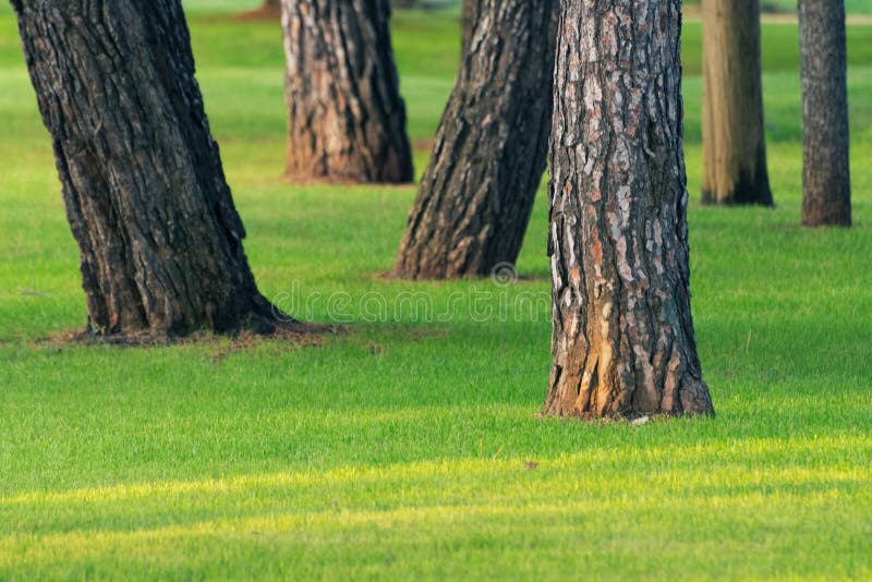 Pine Tree Trunks with Green Grass Lit by Setting Sun Stock Photo ...