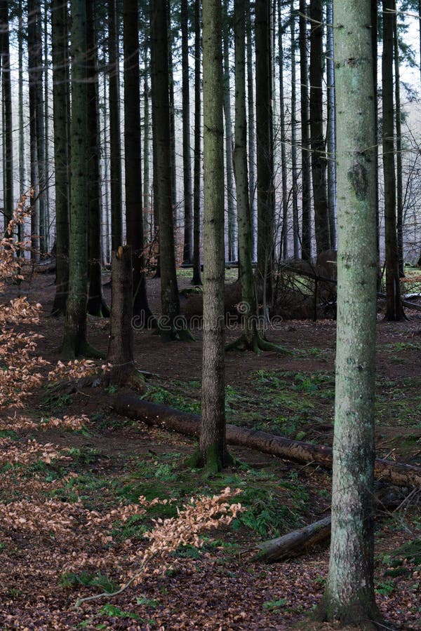 Pine tree trunks stock image. Image of beech, wood, forest - 277293399