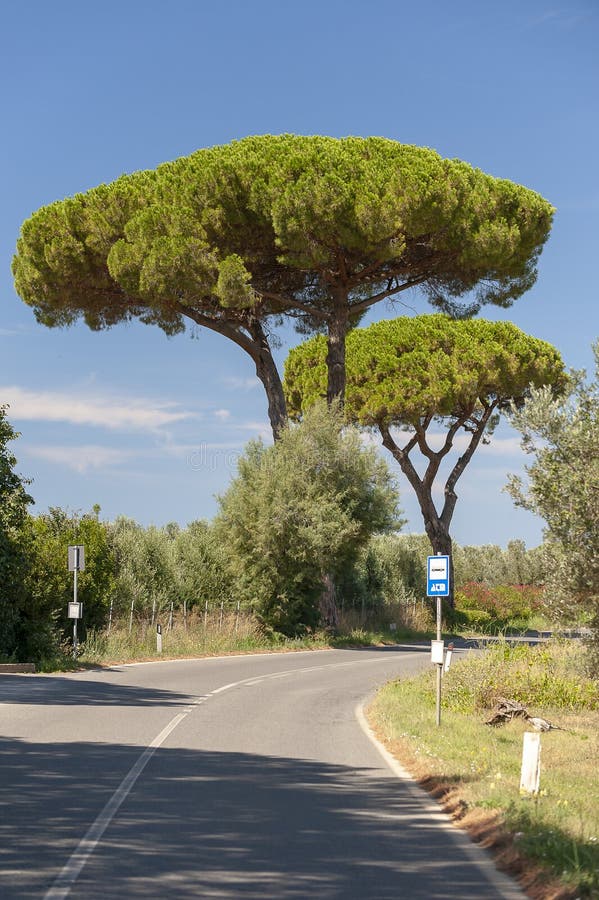 Pine Tree Tuscany editorial stock image. Image of branches - 141288964