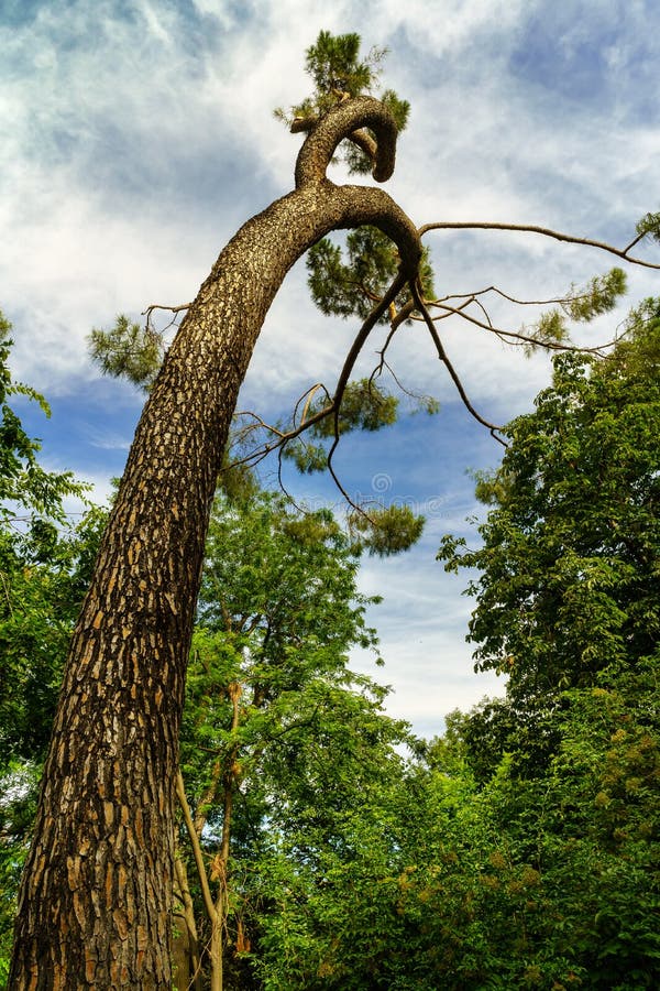 Pine Tree with Twisted Trunk and Long Branches Pointing To the Sky ...