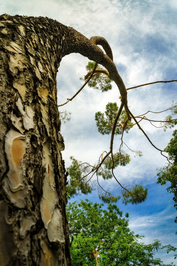 576 Twisted Palm Tree Stock Photos - Free & Royalty-Free Stock Photos ...