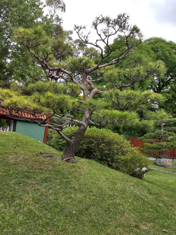 A Pine Tree with a Twisting, Slender Trunk and Sparse, Spreading ...