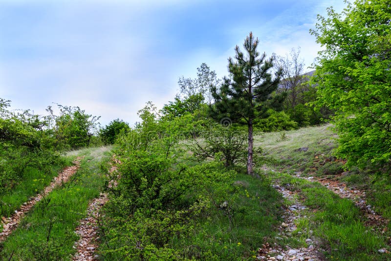 A Pine Tree between Two Pathway on the Hill Stock Image - Image of ...