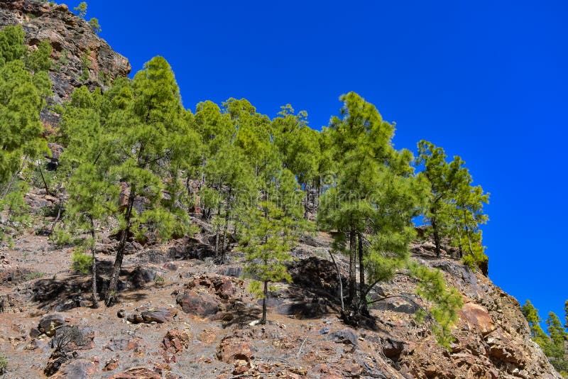 VOLCANIC ROCK stock photo. Image of gorge, rocks, canaries - 140915188