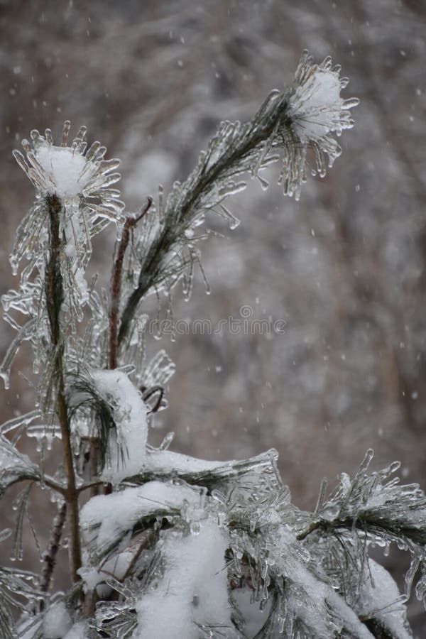 Pine Tree Under Snow in a Canadian Forest Stock Photo - Image of frost ...