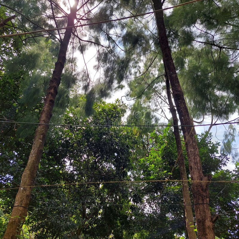 Pine Tree with Unique Leaves Stock Photo - Image of garden, flower ...
