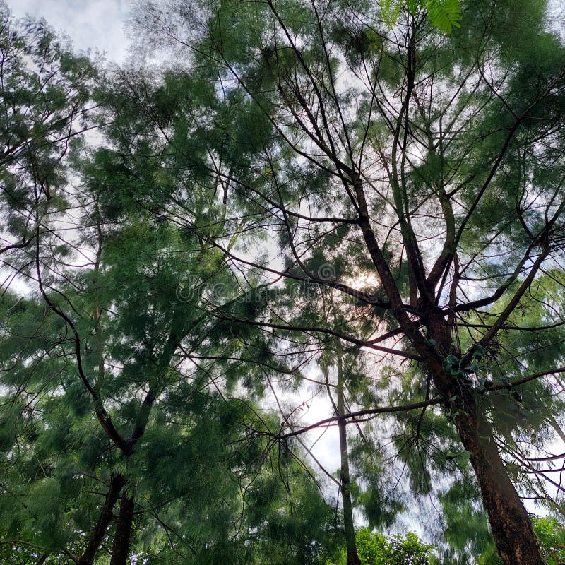 Pine Tree with Unique Leaves Stock Photo - Image of label, graphic ...